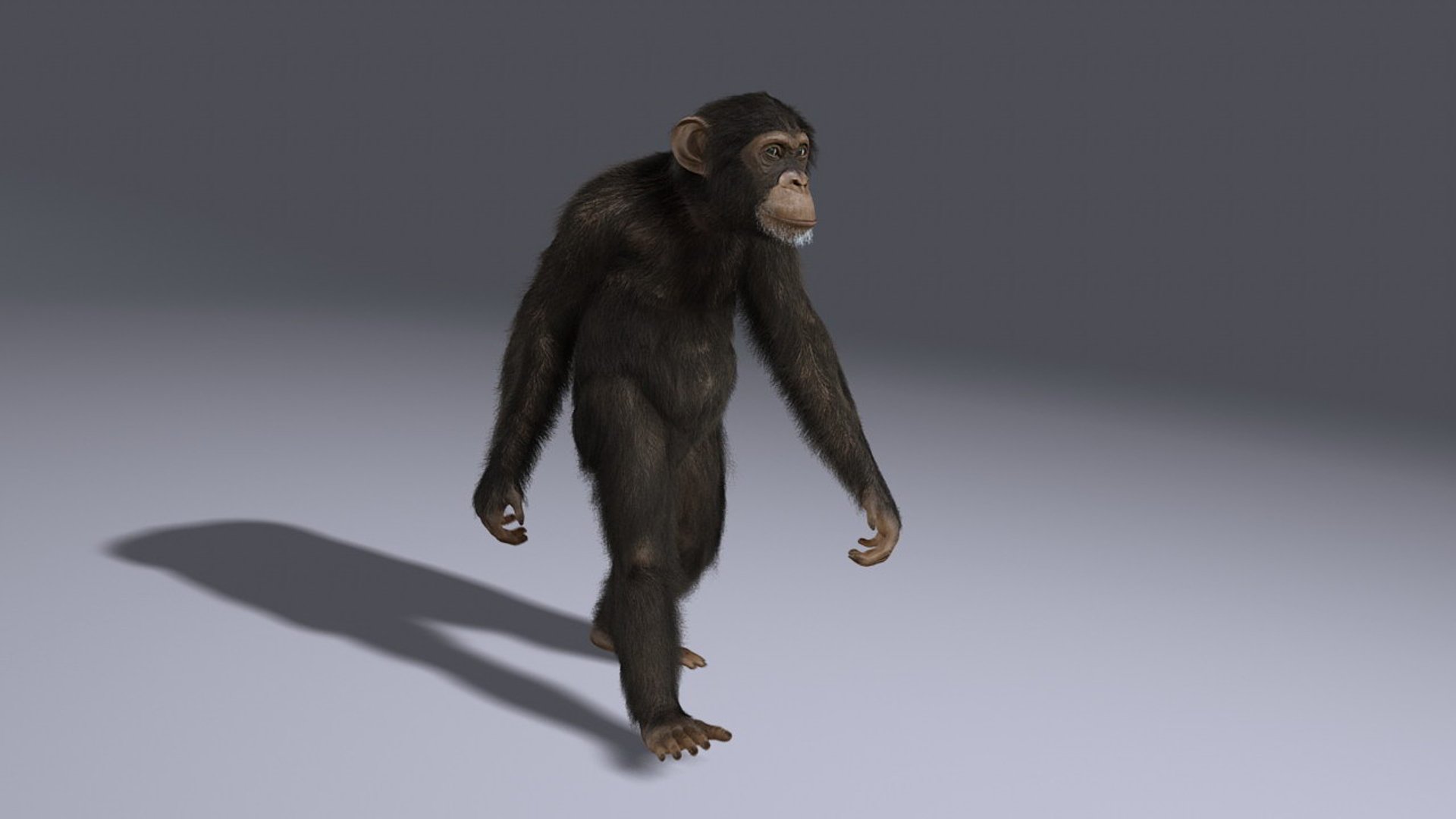3d chimp fur animation