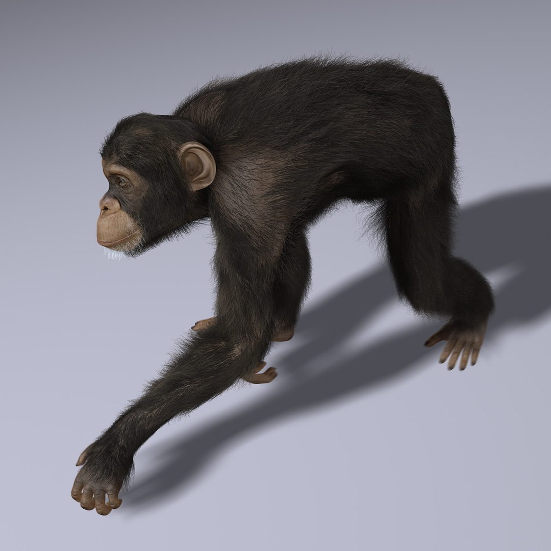 3d chimp fur animation