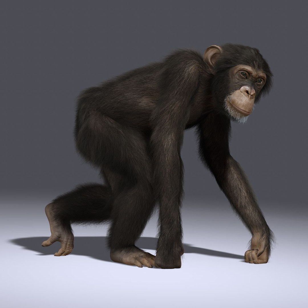 3d chimp fur animation