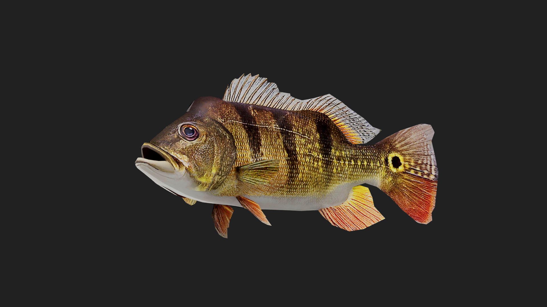 3D Bass Fish Model - TurboSquid 2122063