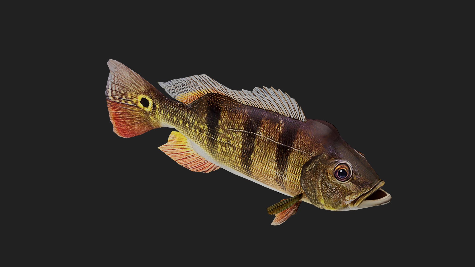 3D Bass Fish Model - TurboSquid 2122063
