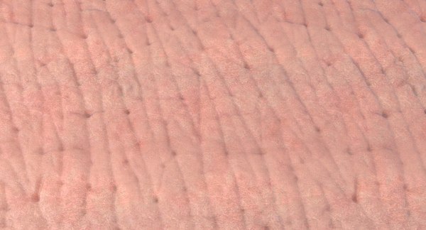 피부 3D 모델 - TurboSquid 1398054