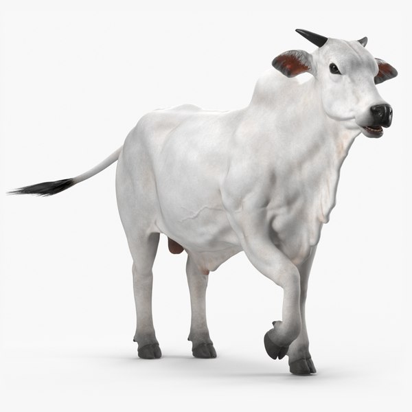 modelo 3d Vaca Nelore macho con pelaje - TurboSquid 2316335
