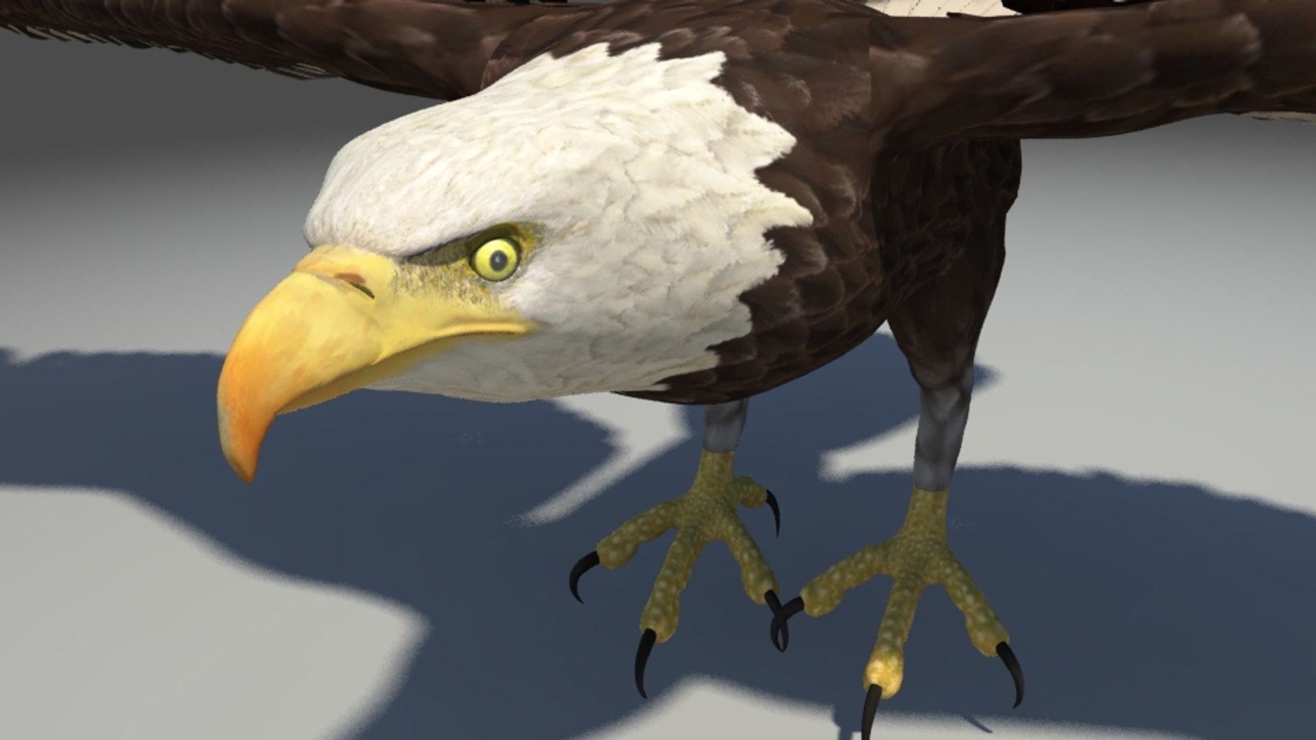 3d Model Eagle Bird