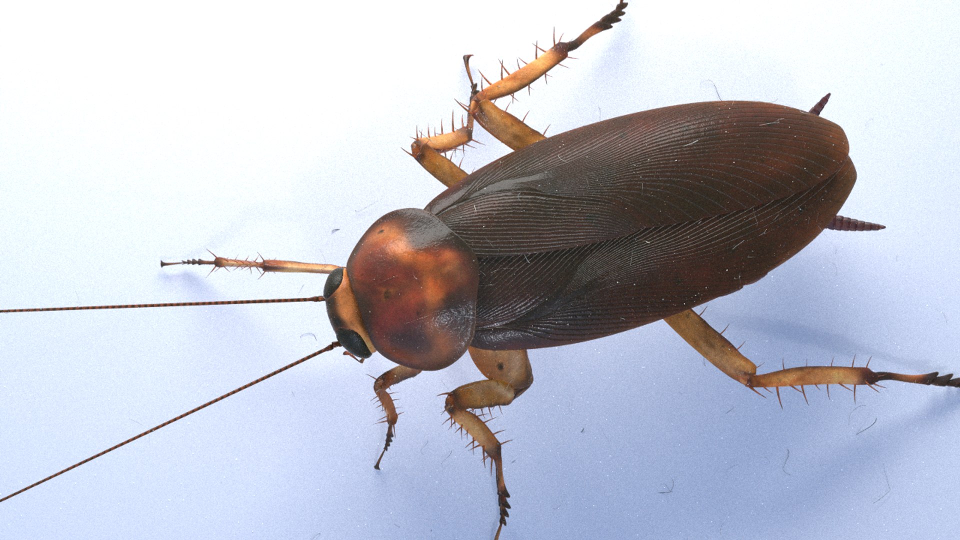 american cockroach rigged animation 3d c4d