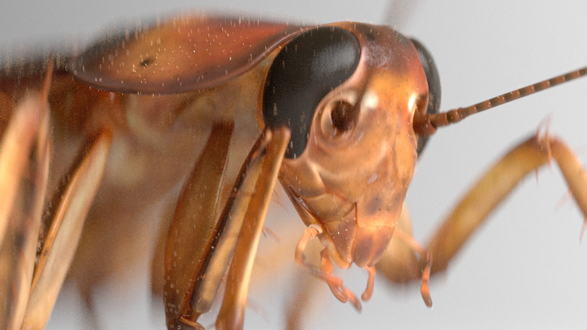 american cockroach rigged animation 3d c4d