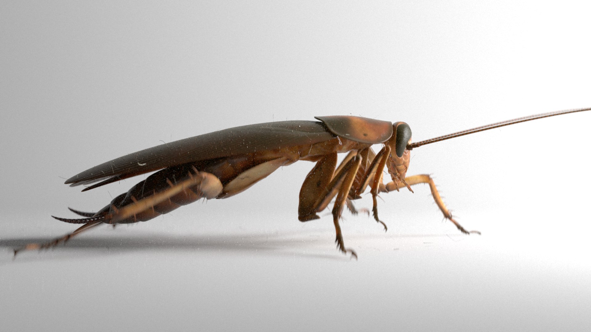 american cockroach rigged animation 3d c4d