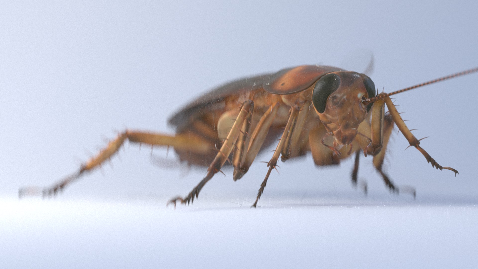 american cockroach rigged animation 3d c4d