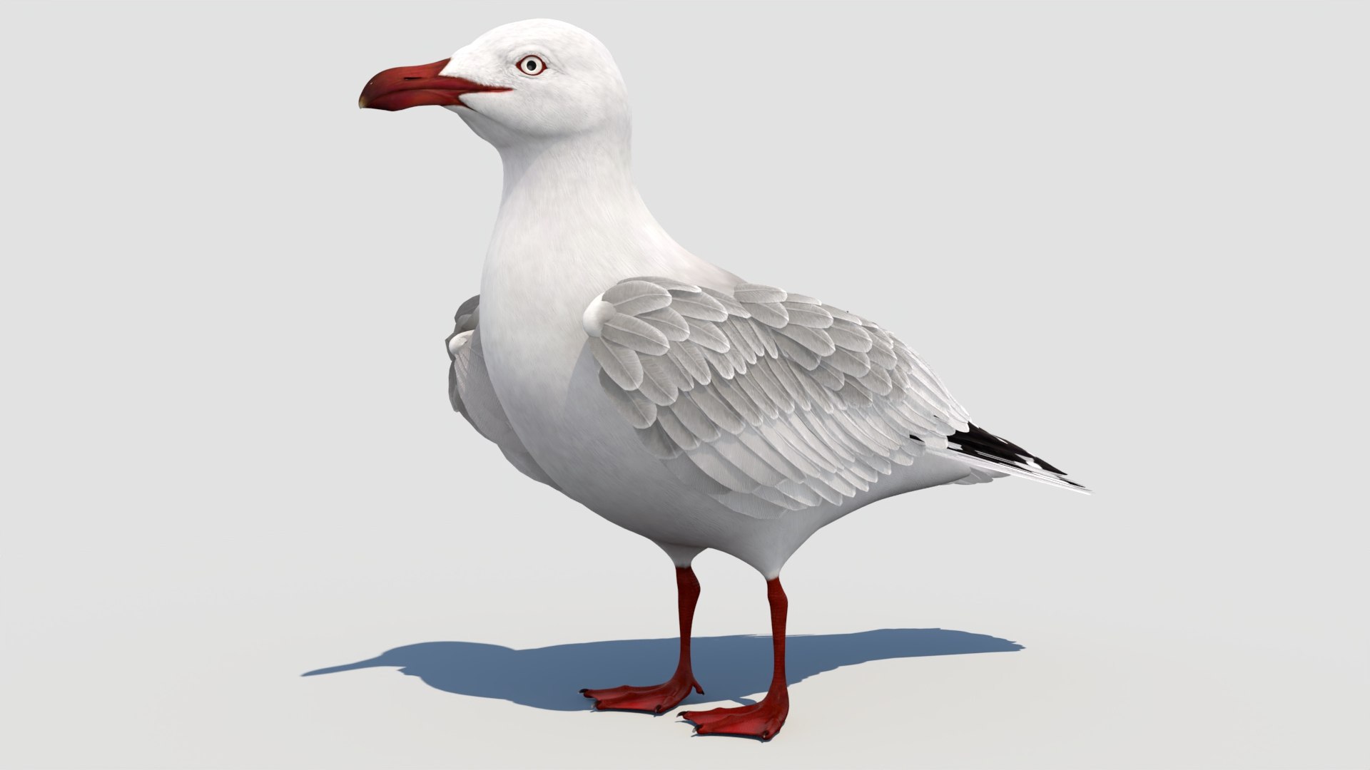 Seagull 3D Model Animated 3D - TurboSquid 2387002