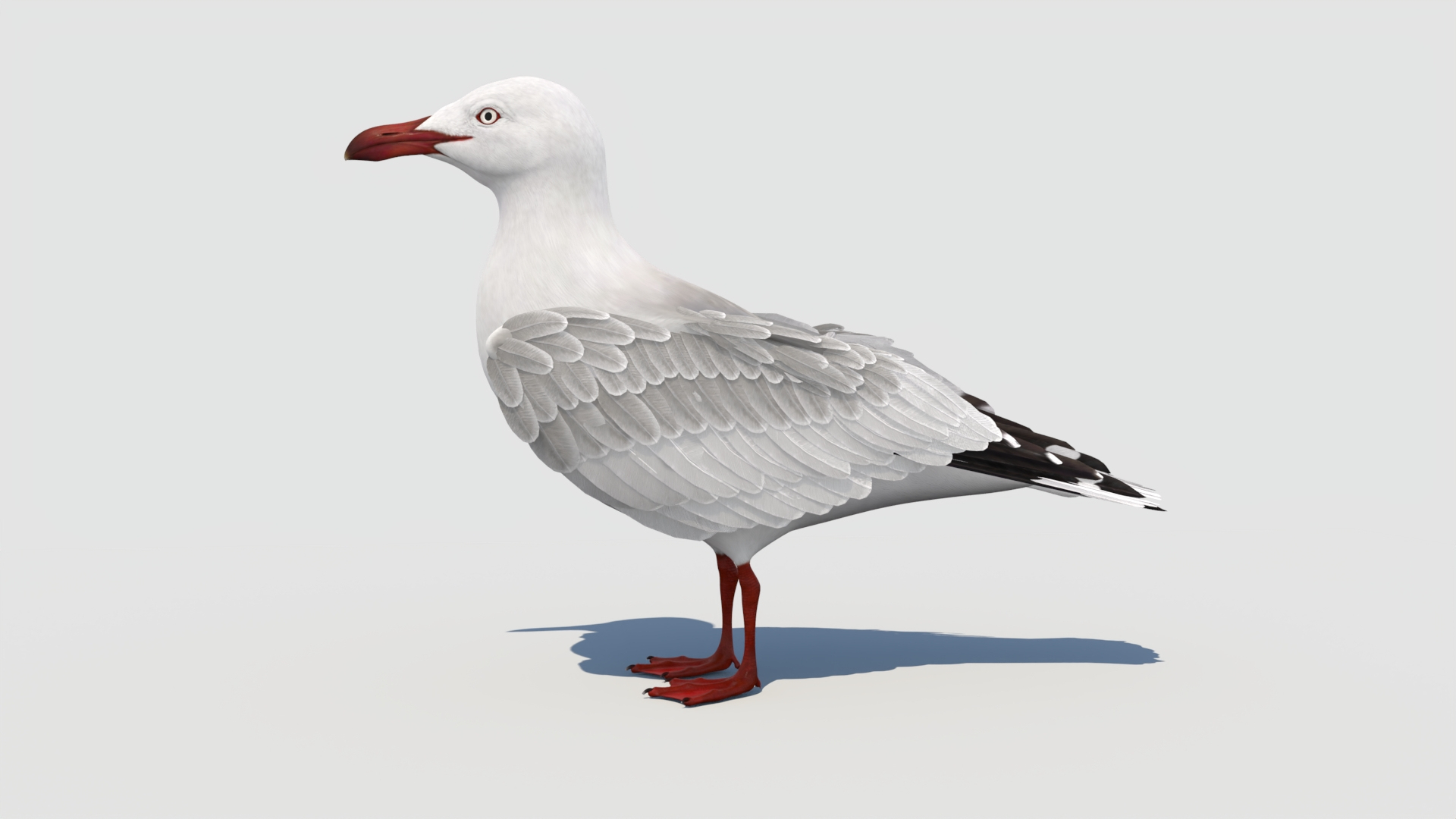Seagull 3D Model Animated 3D - TurboSquid 2387002