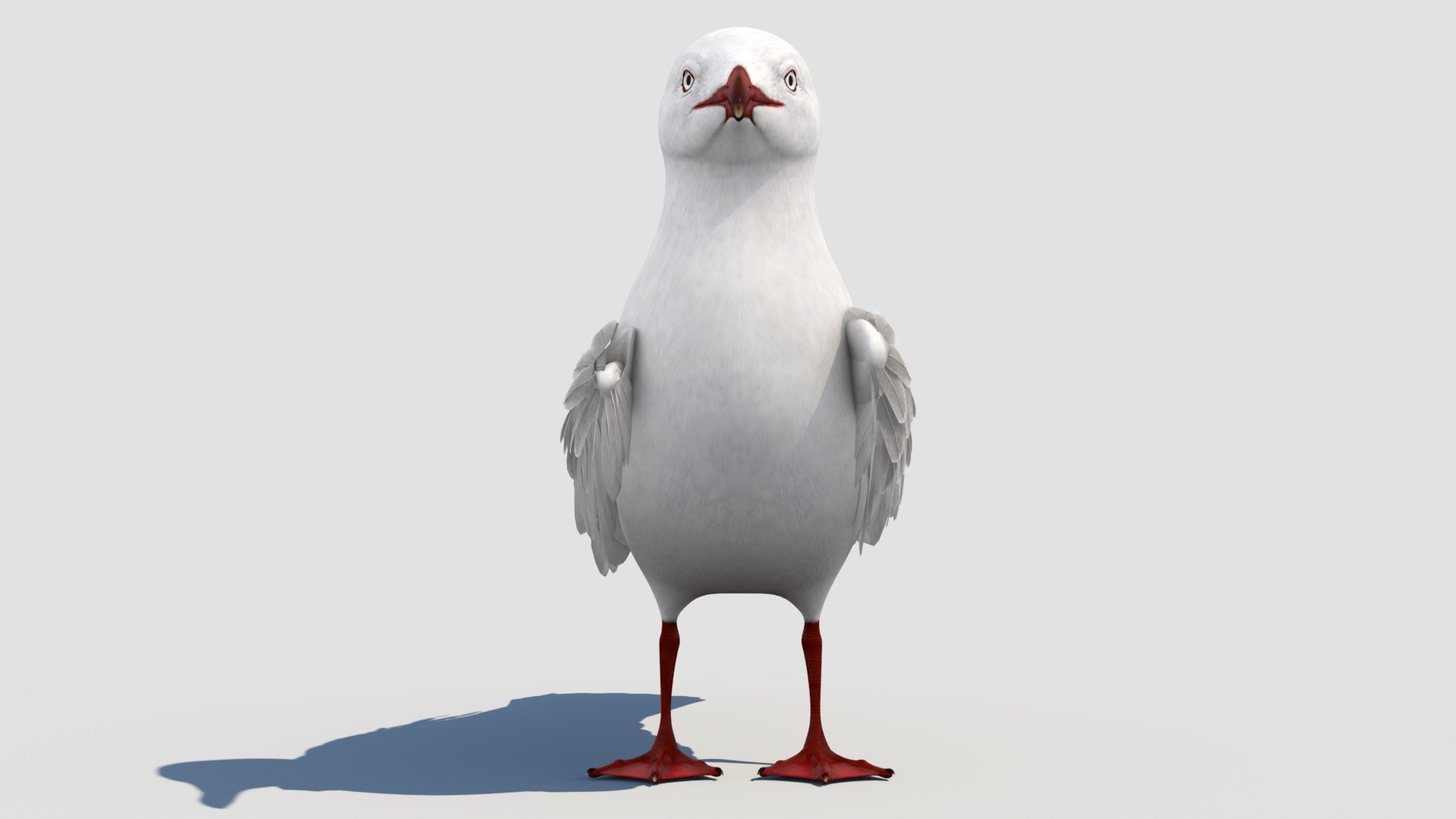 Seagull 3D Model Animated 3D - TurboSquid 2387002