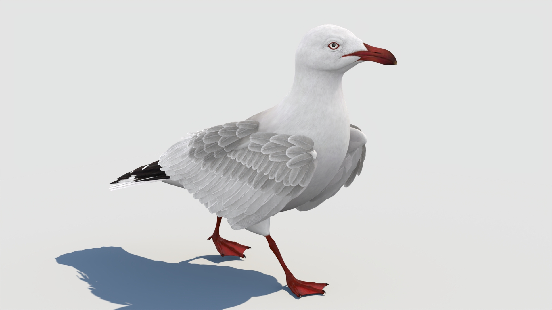 Seagull 3D Model Animated 3D - TurboSquid 2387002