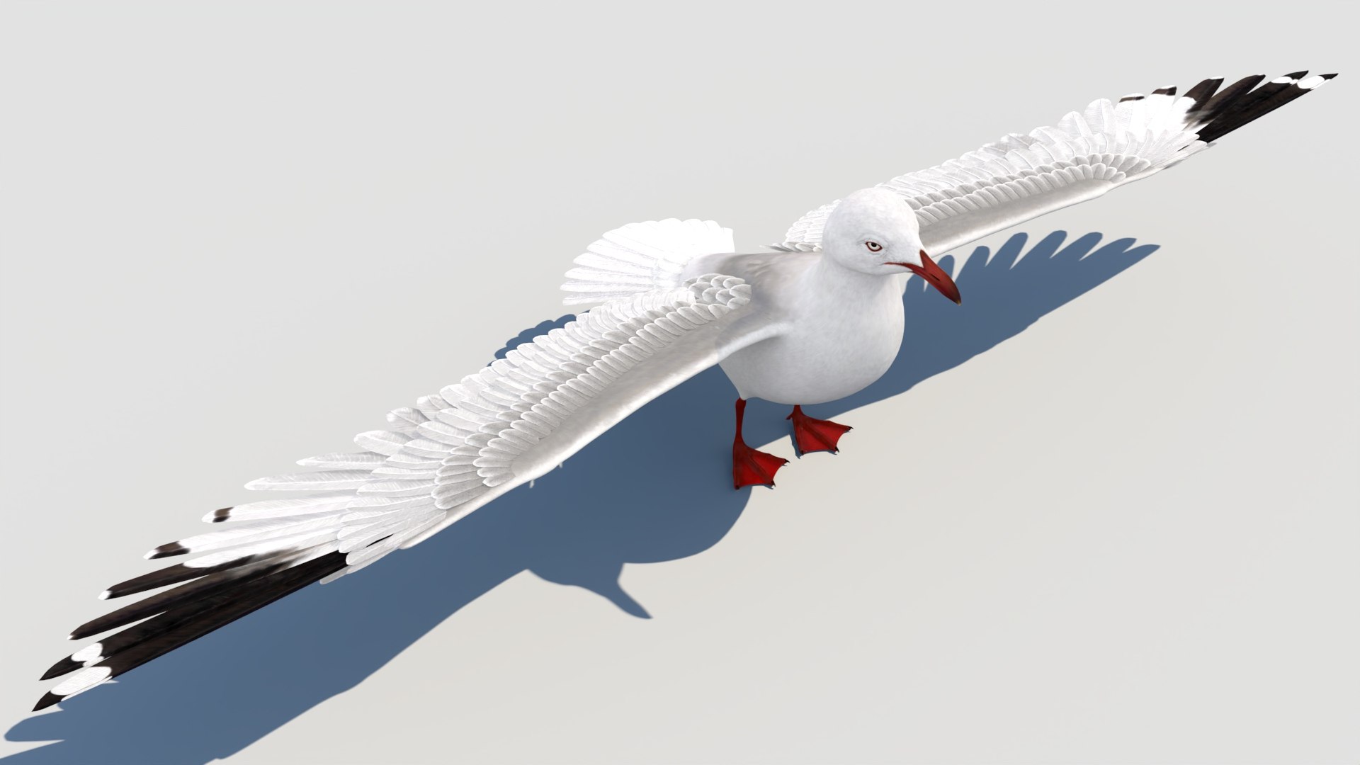 Seagull 3D Model Animated 3D - TurboSquid 2387002