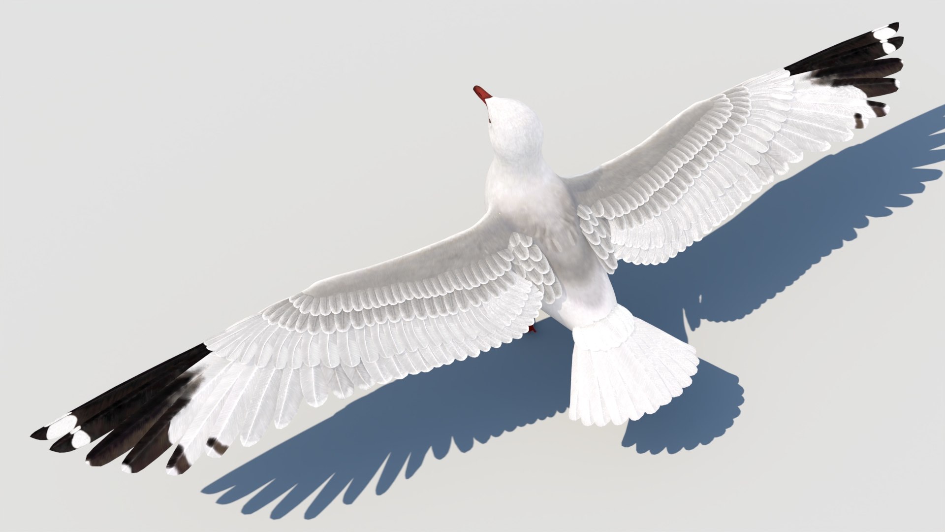 Seagull 3D Model Animated 3D - TurboSquid 2387002