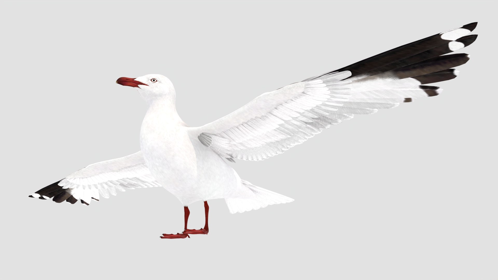 Seagull 3D Model Animated 3D - TurboSquid 2387002