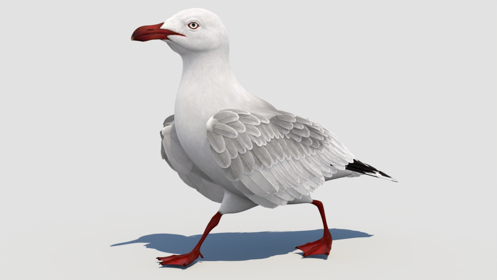 Seagull 3D Model Animated 3D - TurboSquid 2387002