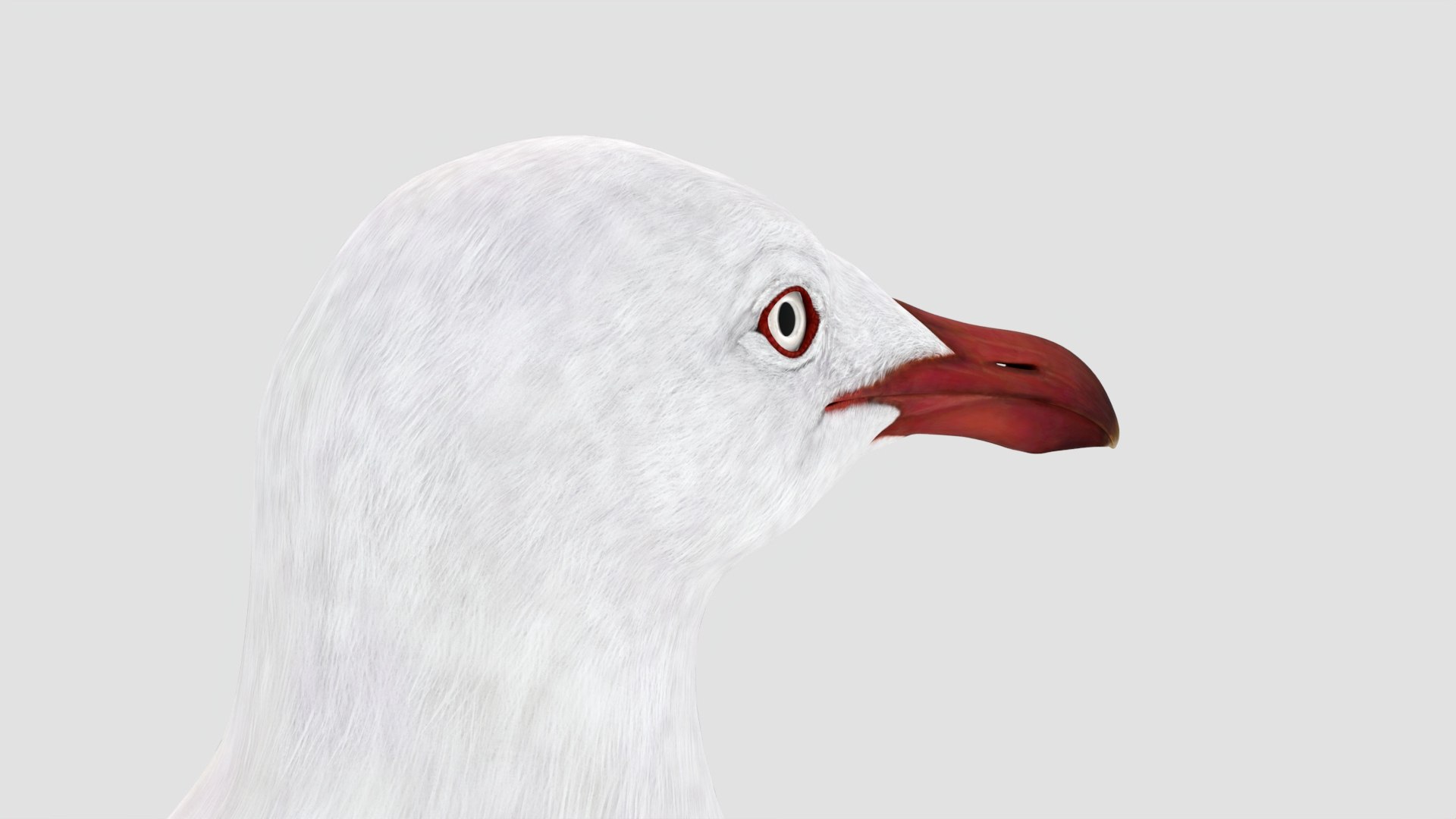 Seagull 3D Model Animated 3D - TurboSquid 2387002