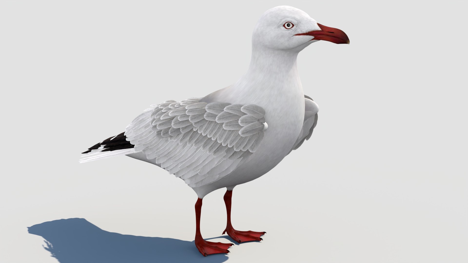 Seagull 3D Model Animated 3D - TurboSquid 2387002