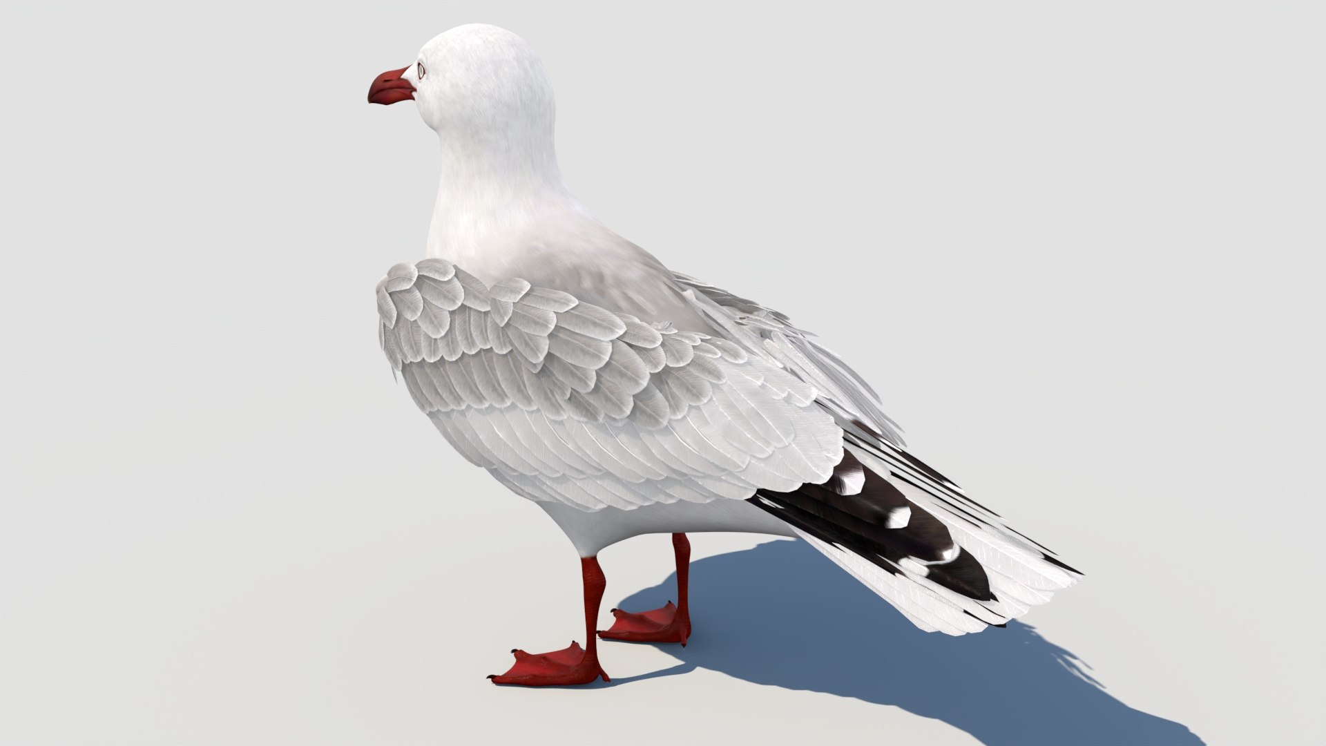 Seagull 3D Model Animated 3D - TurboSquid 2387002
