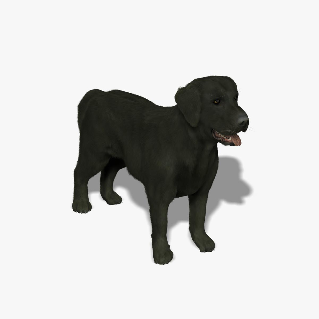 Labrador Black Dog - 3d Model