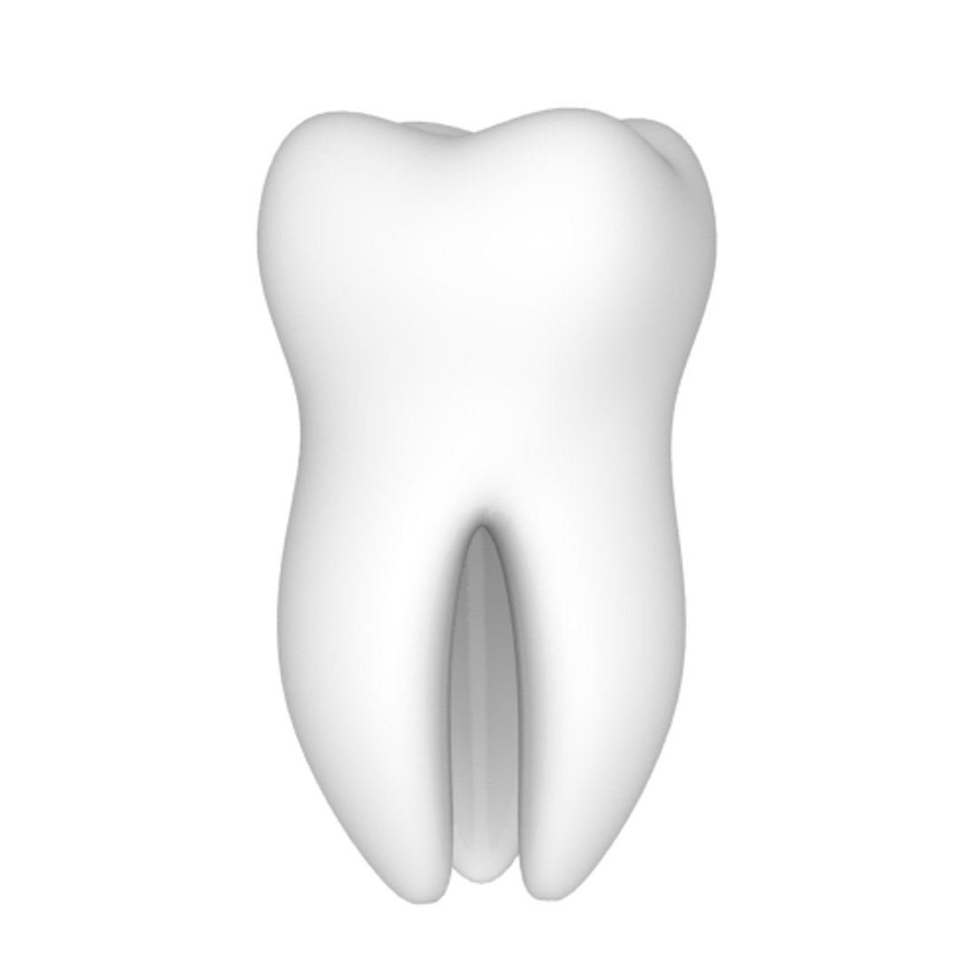 3D Tooth 3 Root Model - TurboSquid 1295489