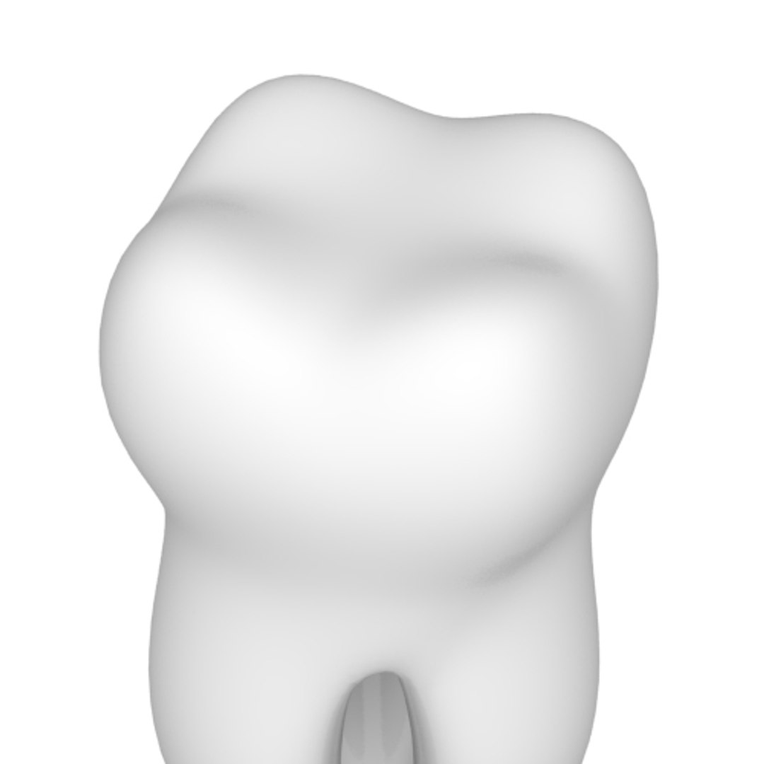 3D Tooth 3 Root Model - TurboSquid 1295489