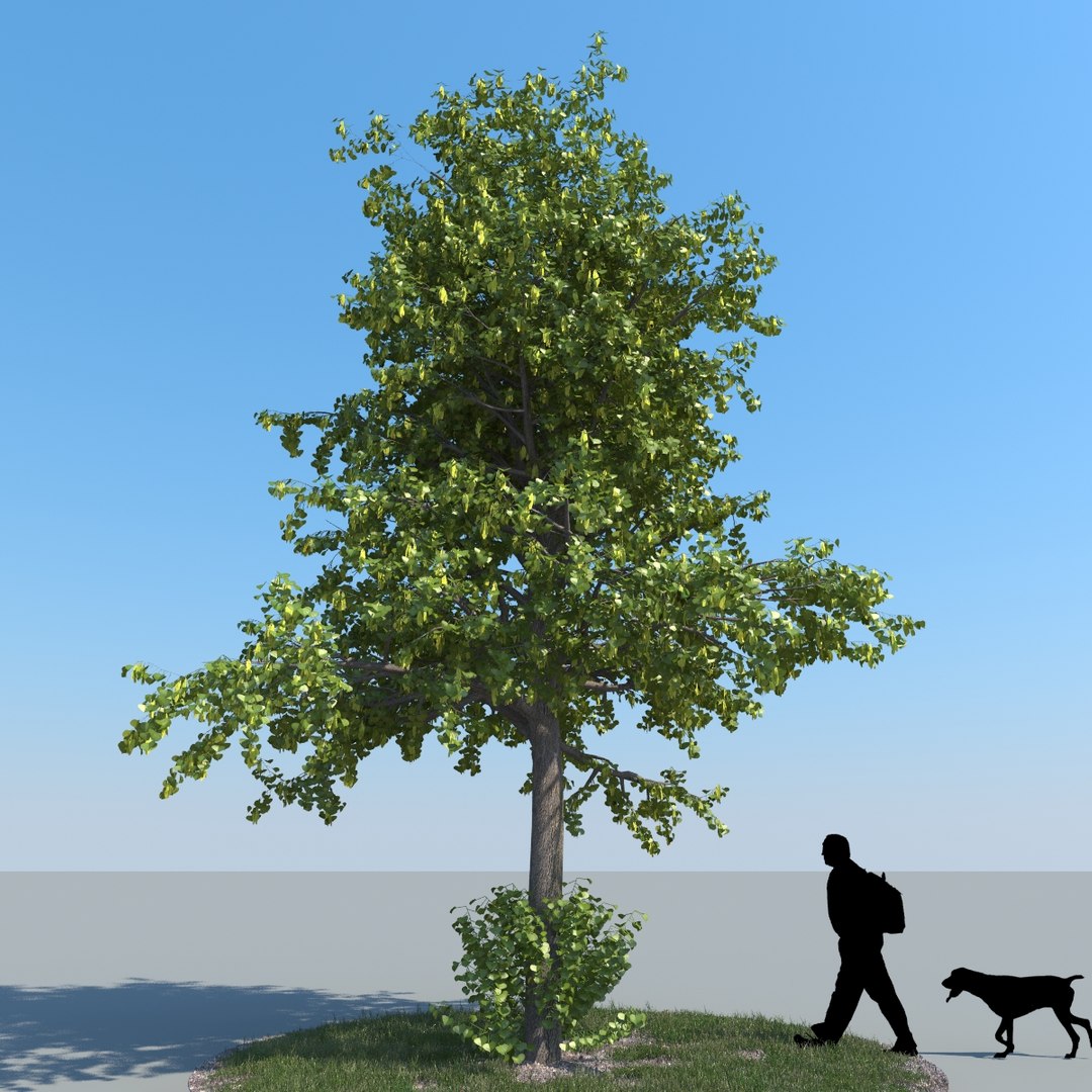 Realistic Linden Tree Leaf 3d Model