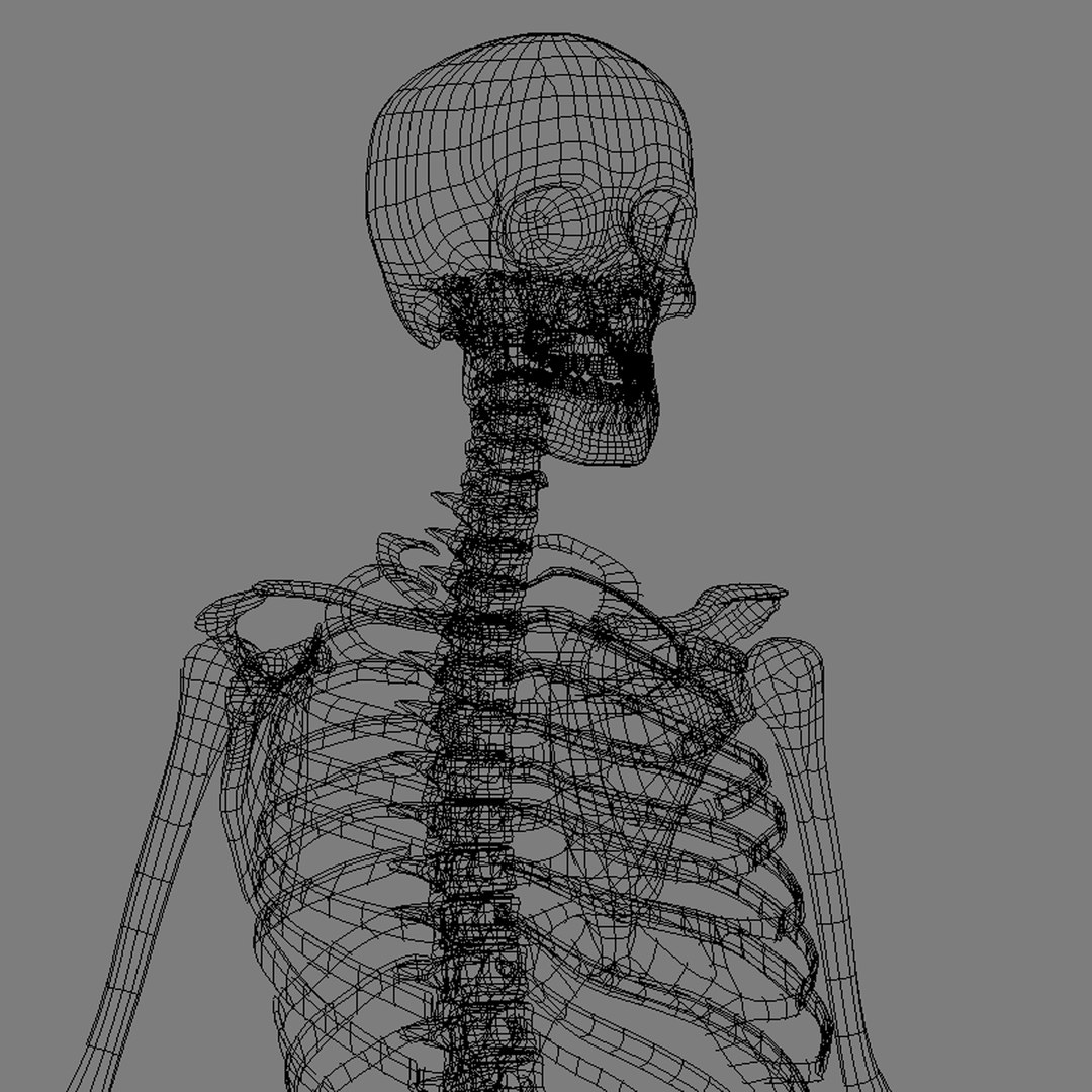 3d Skeleton Model