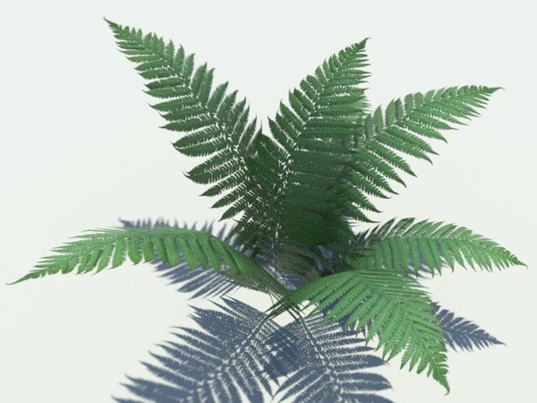 3d grim designs ferns model
