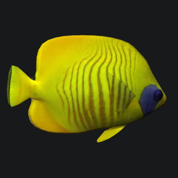 Angelfish STL Models for Download | TurboSquid