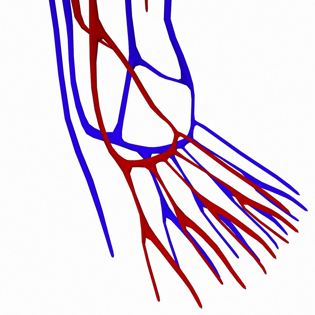 3d Human Vein Brain Model