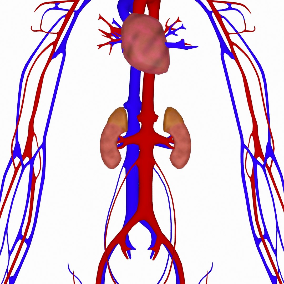 3d Human Vein Brain Model