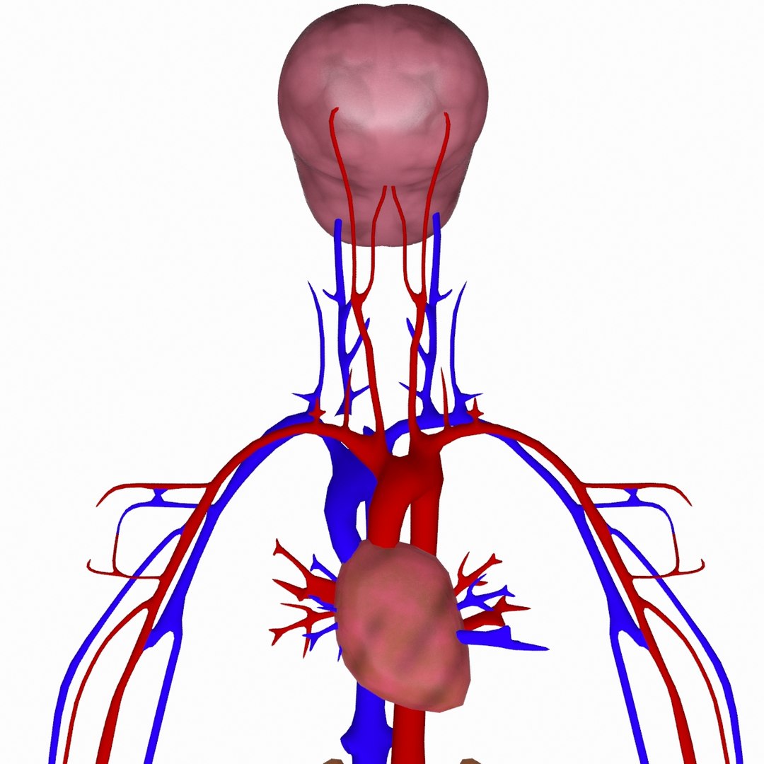3d Human Vein Brain Model