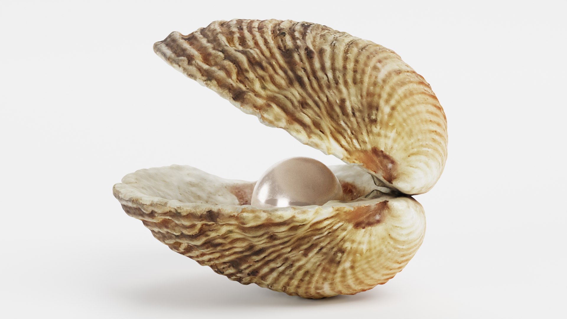 Pearl In Shell 3D Model - TurboSquid 2049097