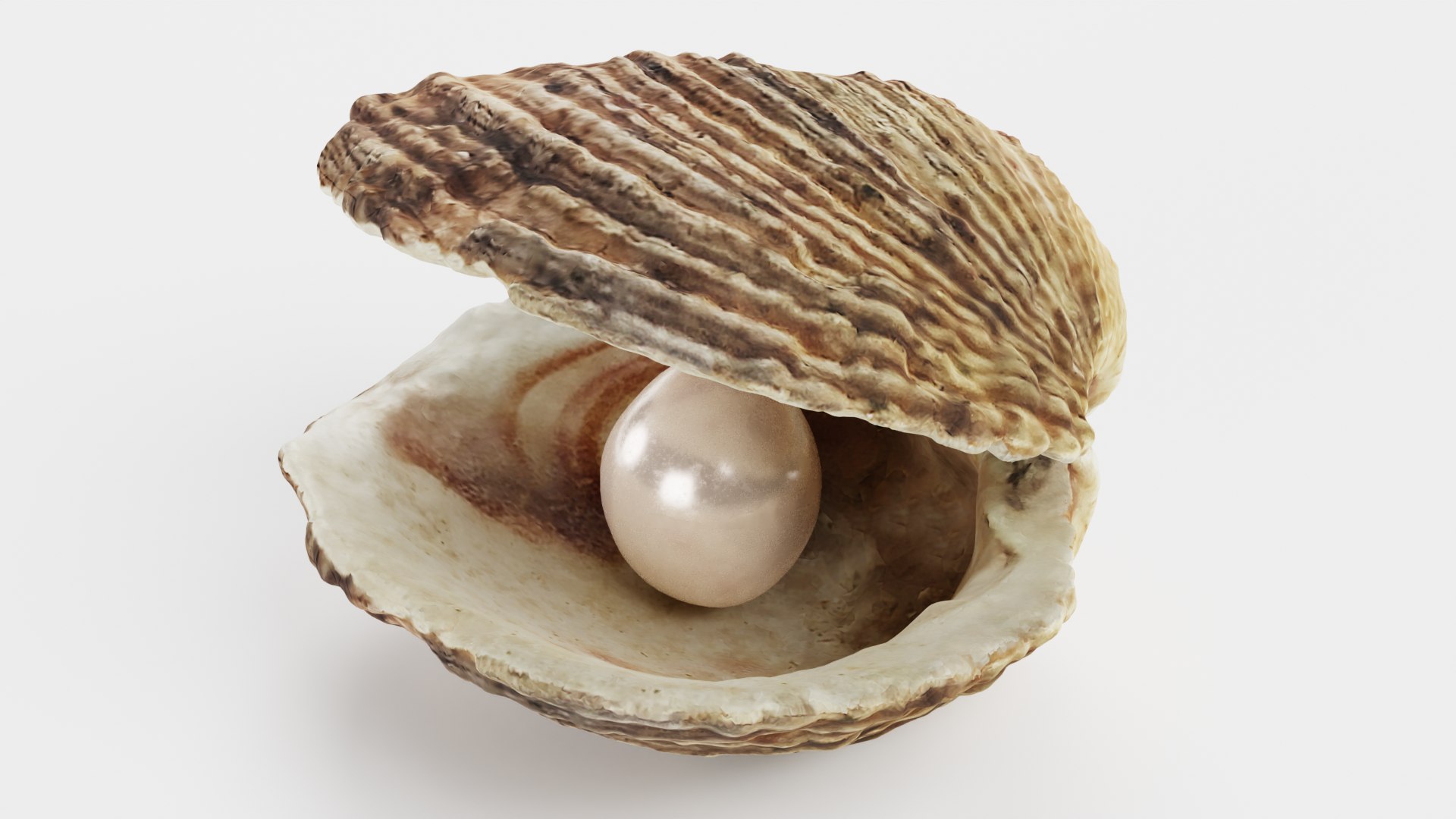 Pearl In Shell 3D Model - TurboSquid 2049097