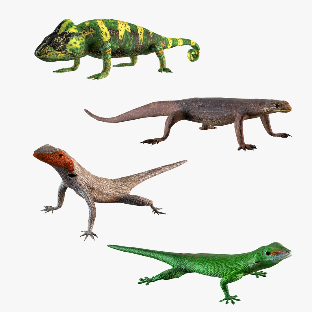 3D Reptiles Model - TurboSquid 1882509