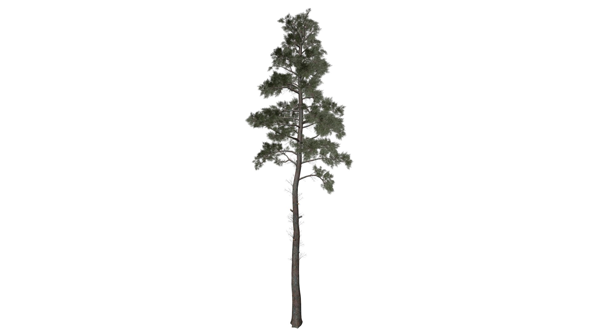 Scots Pine Tree - 03 - 3D Model - TurboSquid 2374124