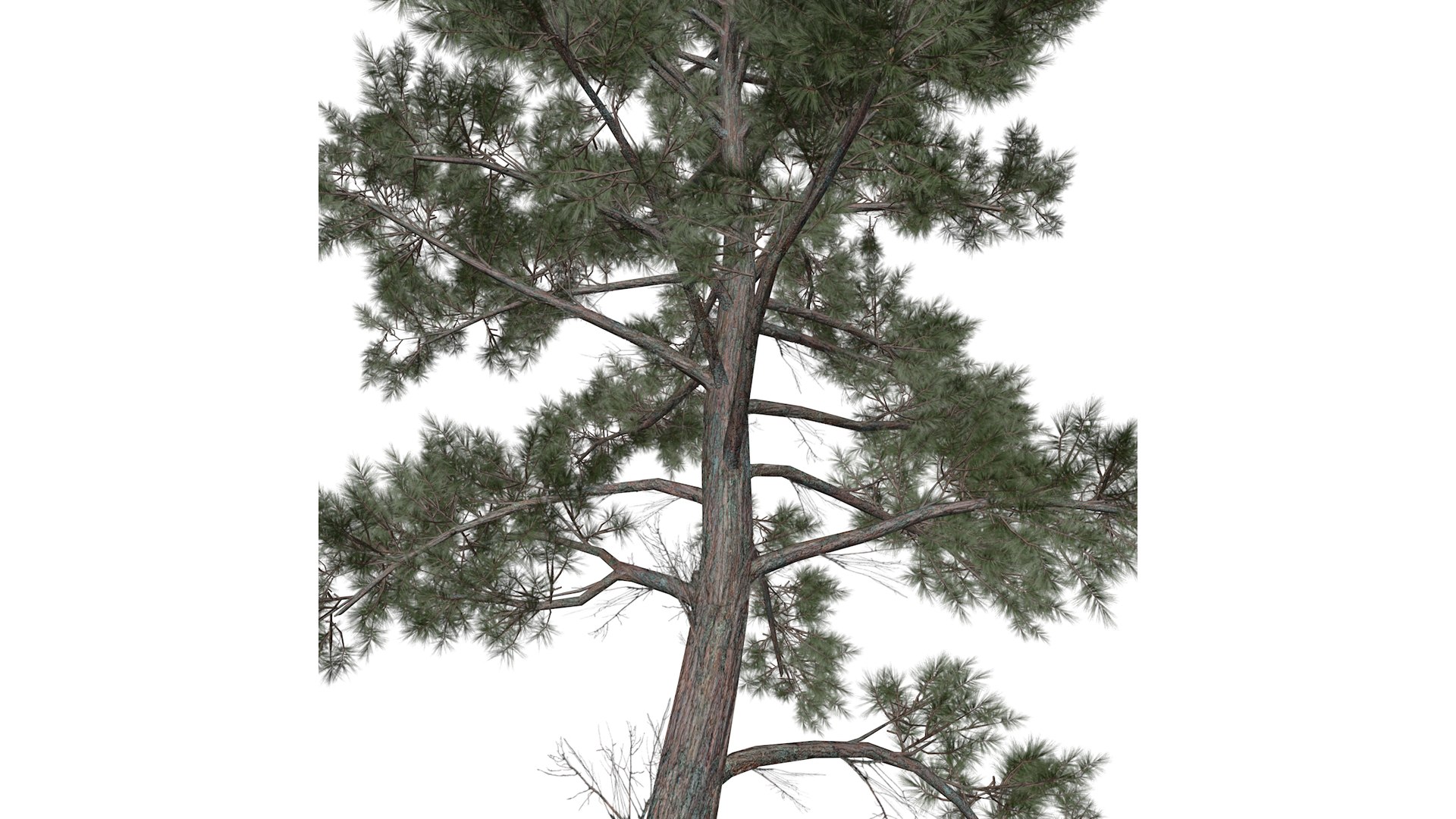 Scots Pine Tree - 03 - 3D Model - TurboSquid 2374124
