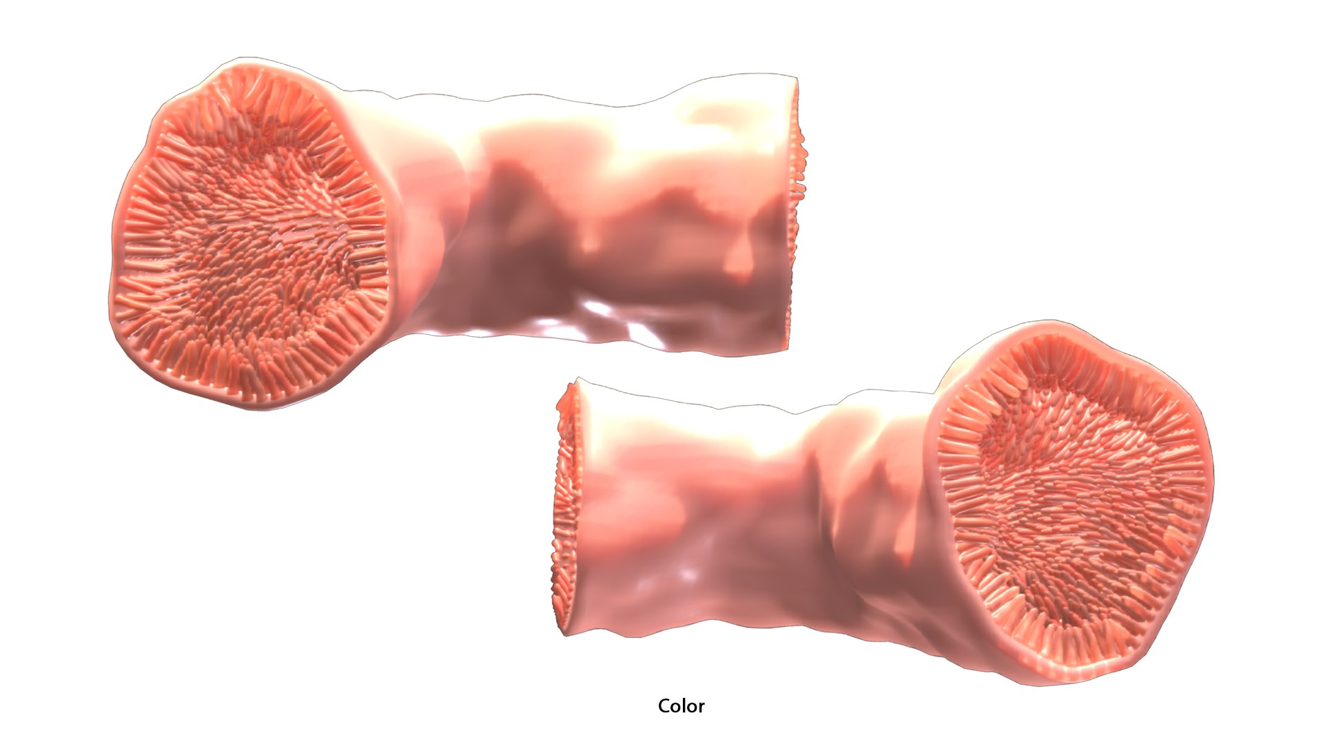 3D Model Intestinal Microvilli Anatomy - TurboSquid 2496597