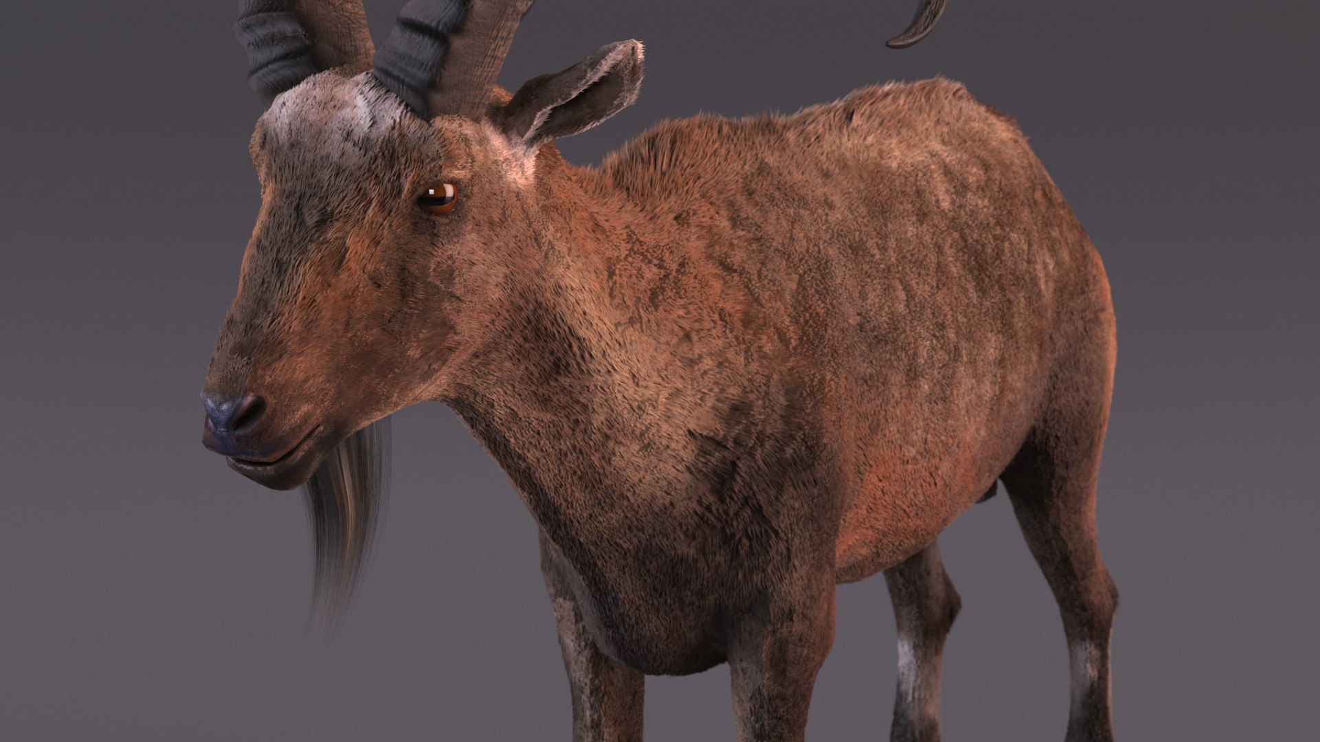 Alpine Ibex Stand Pose Fur 3D Model - TurboSquid 2219826