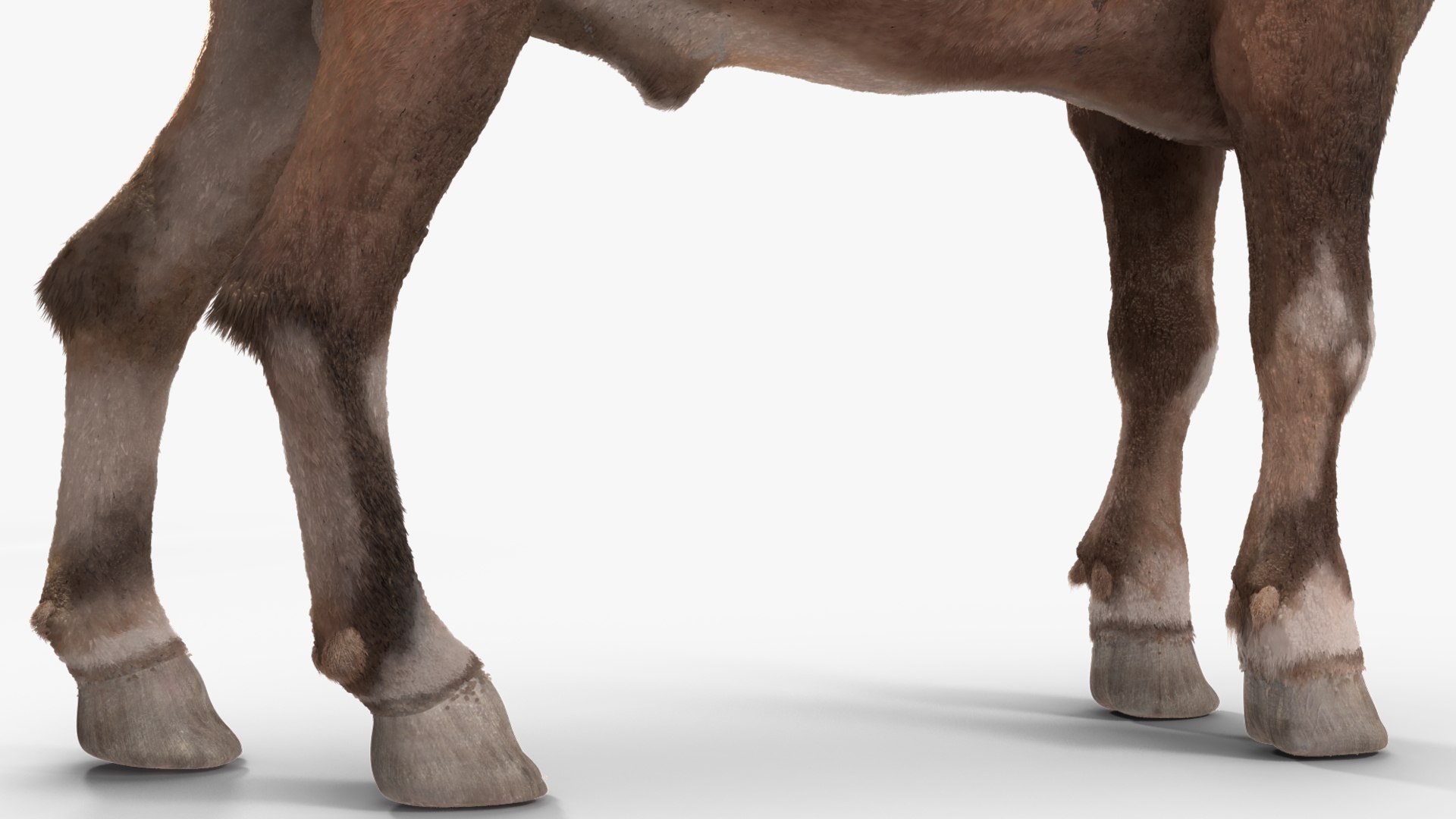 Alpine Ibex Stand Pose Fur 3D Model - TurboSquid 2219826