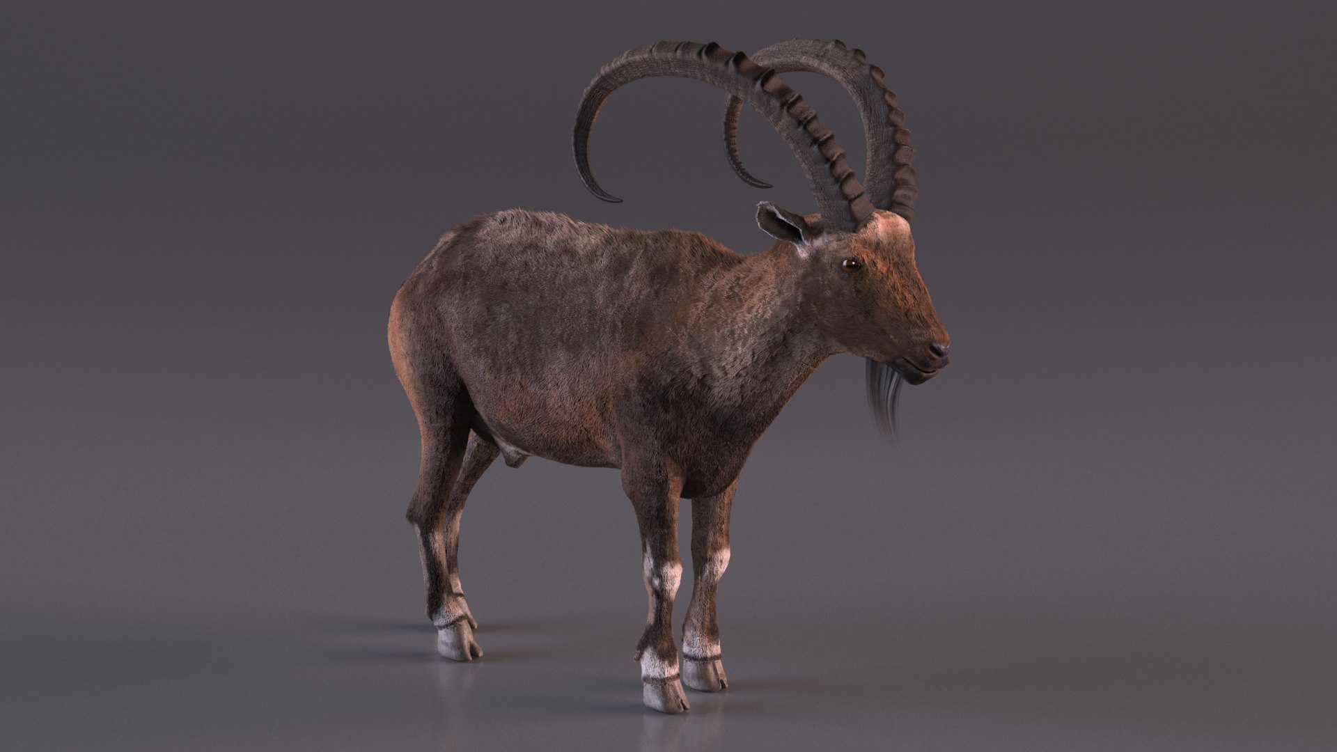 Alpine Ibex Stand Pose Fur 3D Model - TurboSquid 2219826