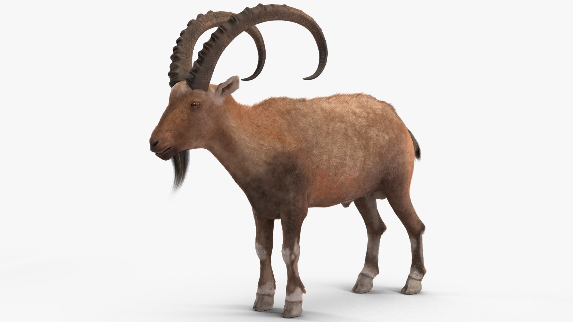 Alpine Ibex Stand Pose Fur 3D Model - TurboSquid 2219826