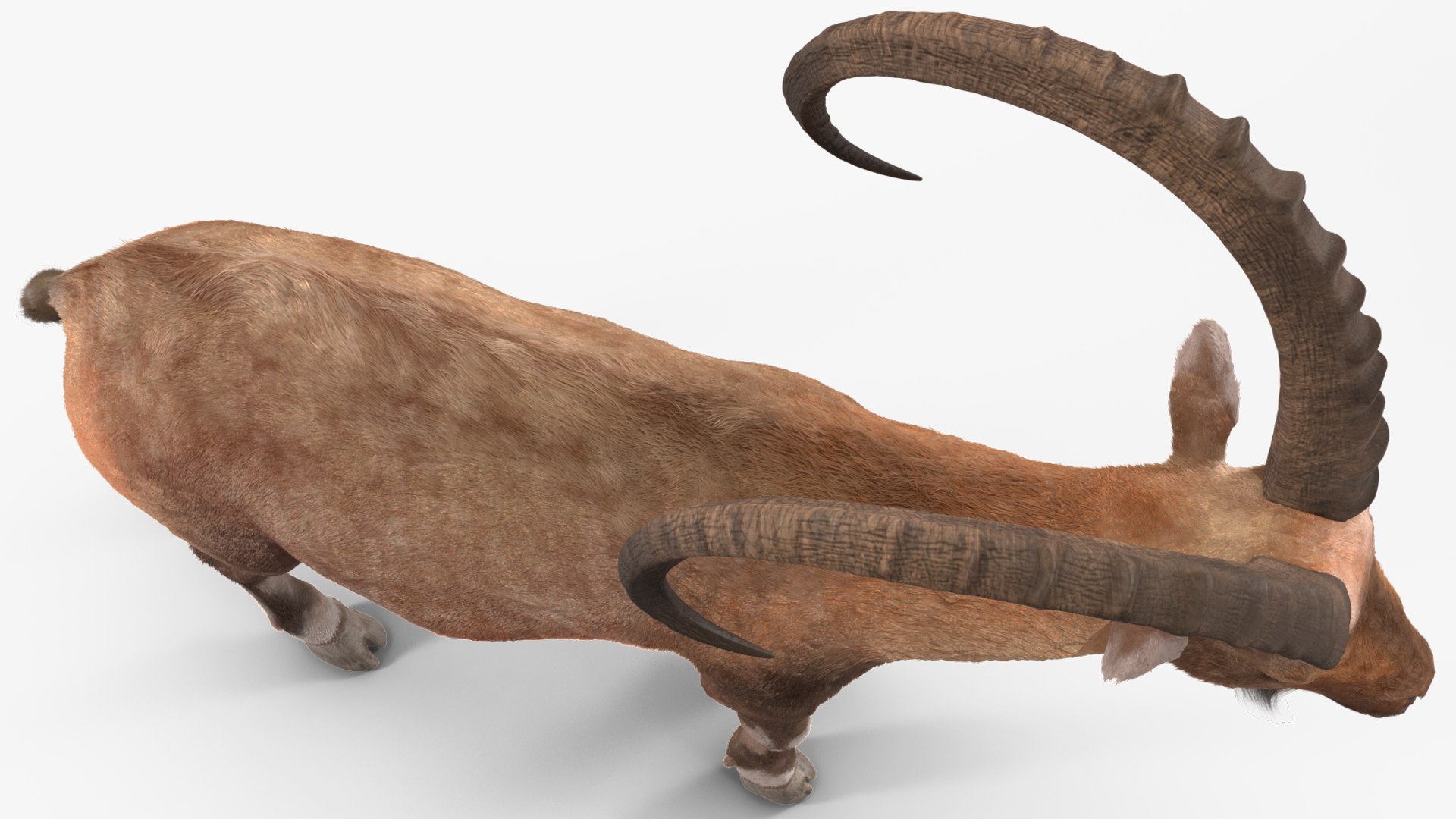 Alpine Ibex Stand Pose Fur 3D Model - TurboSquid 2219826