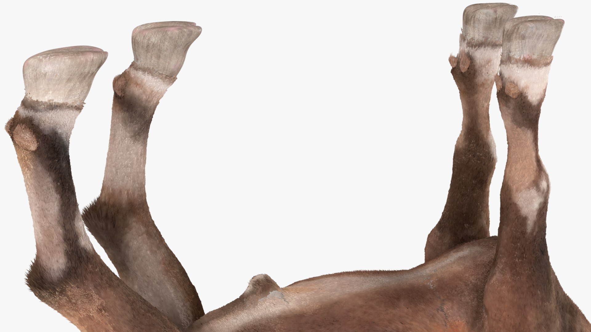 Alpine Ibex Stand Pose Fur 3D Model - TurboSquid 2219826