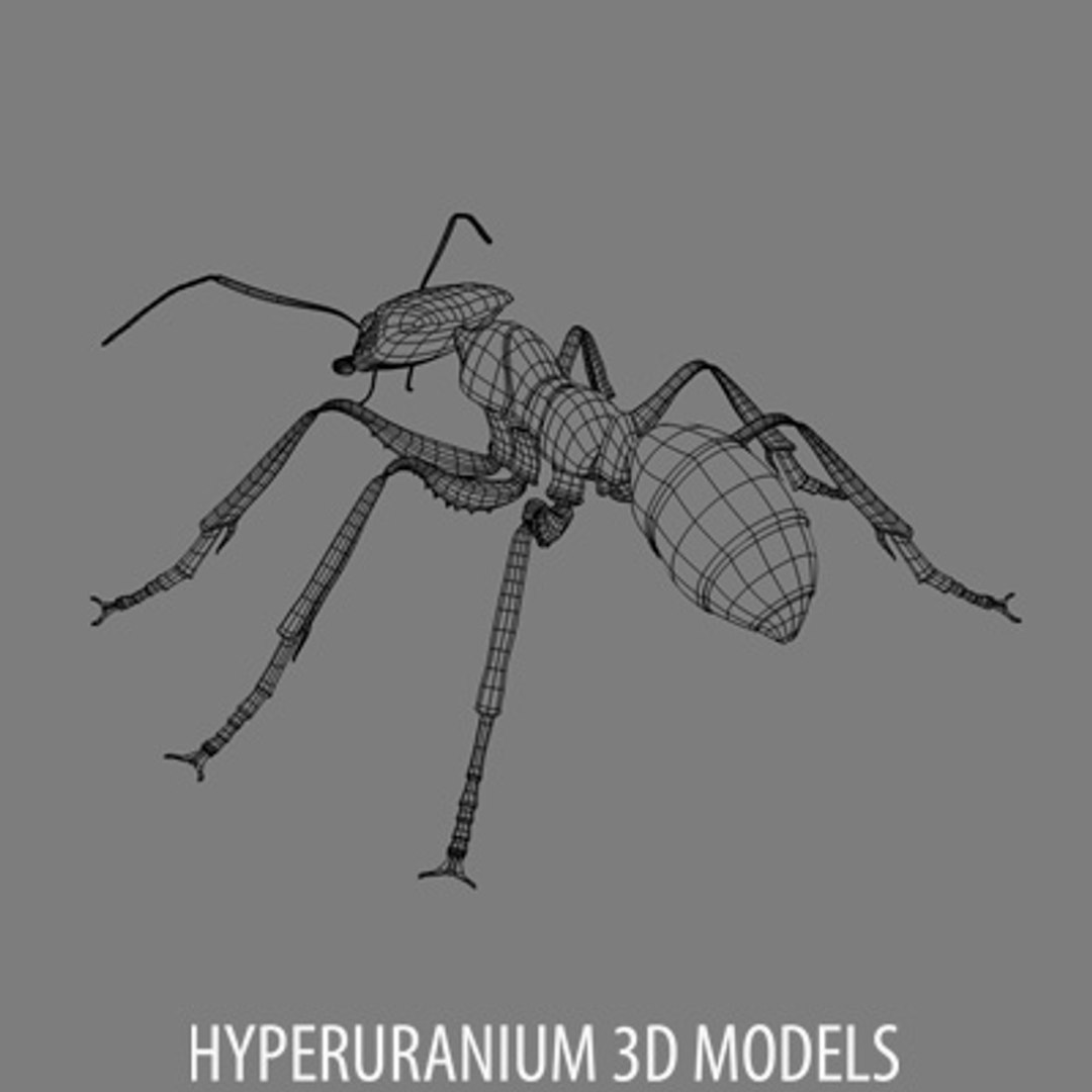 Ant 3D Model - TurboSquid 272542