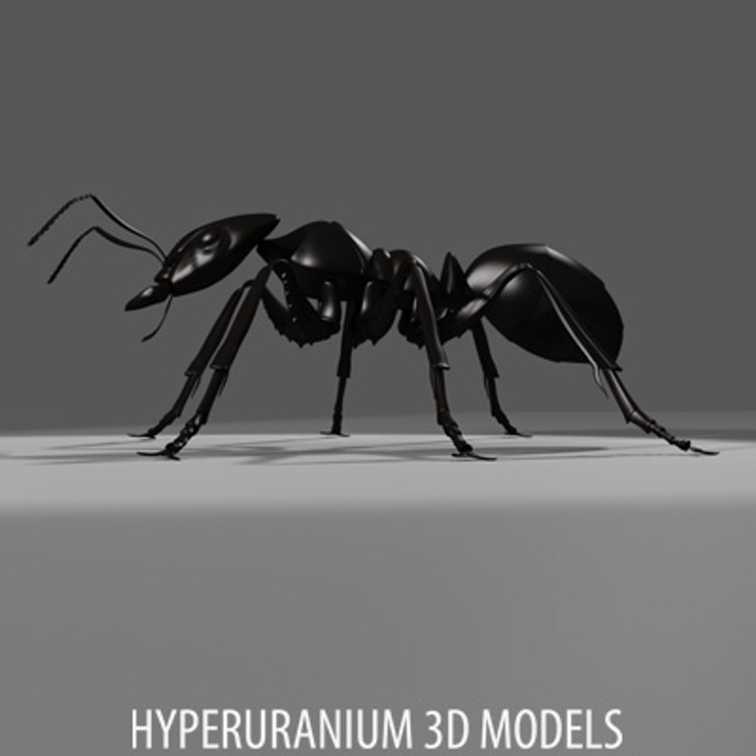 Ant 3D Model - TurboSquid 272542