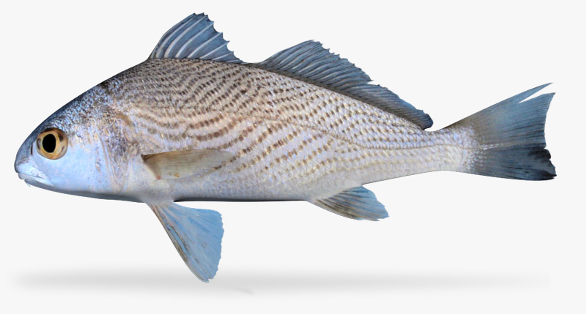 longfin croaker x