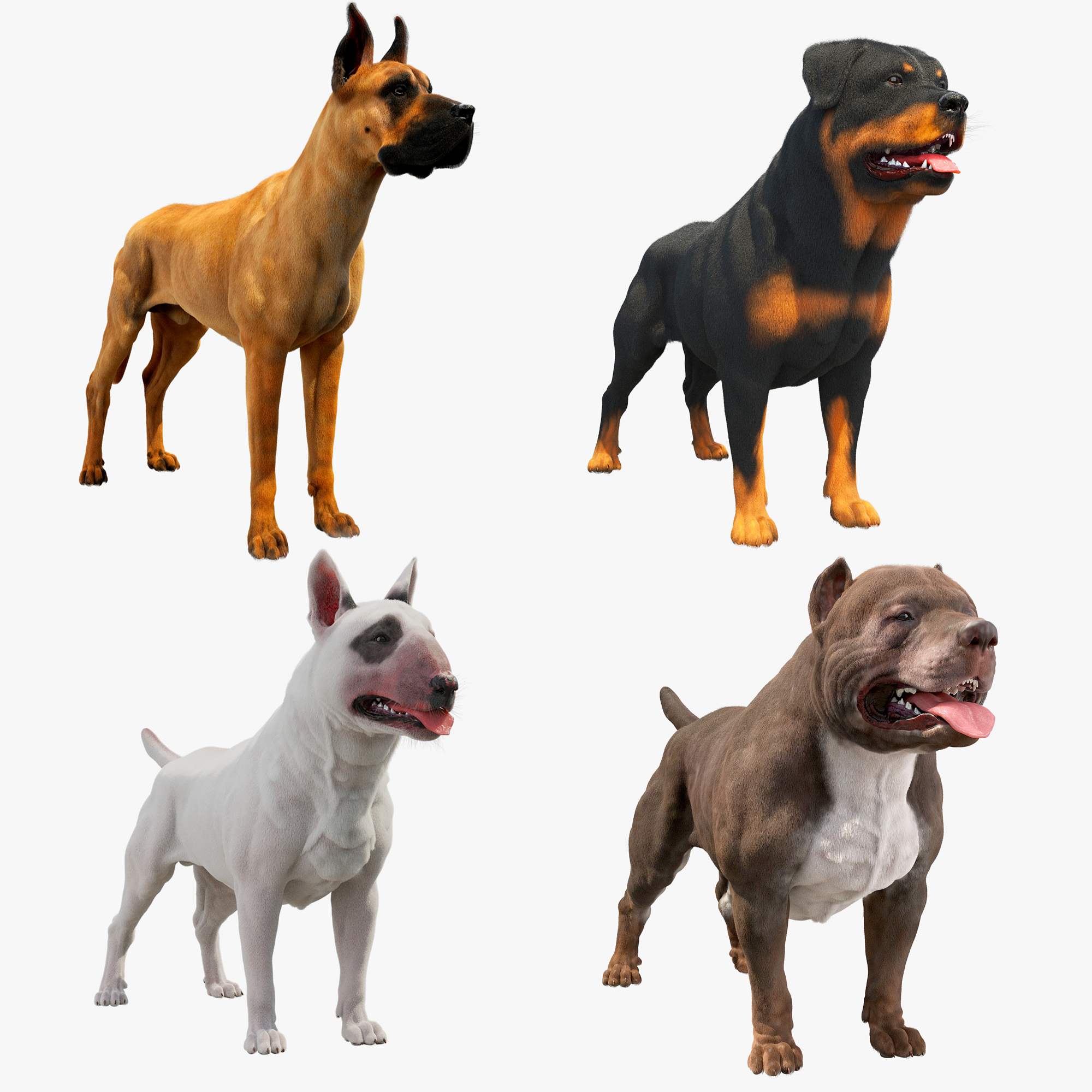 3D model Dogs Collections VrayFur - TurboSquid 1757509