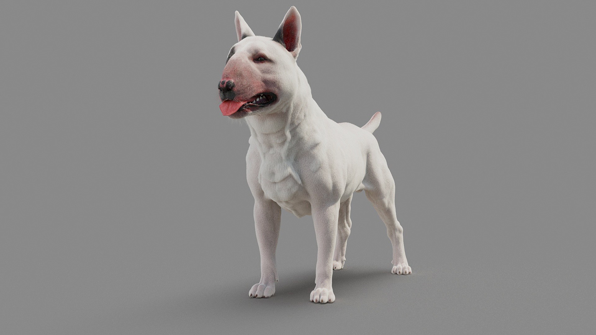 3D Model Dogs Collections VrayFur - TurboSquid 1757509